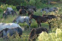 Home - Allen Broussard Conservancy