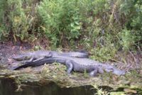 Home - Allen Broussard Conservancy