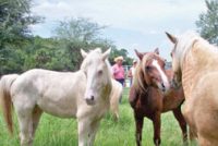 Home - Allen Broussard Conservancy