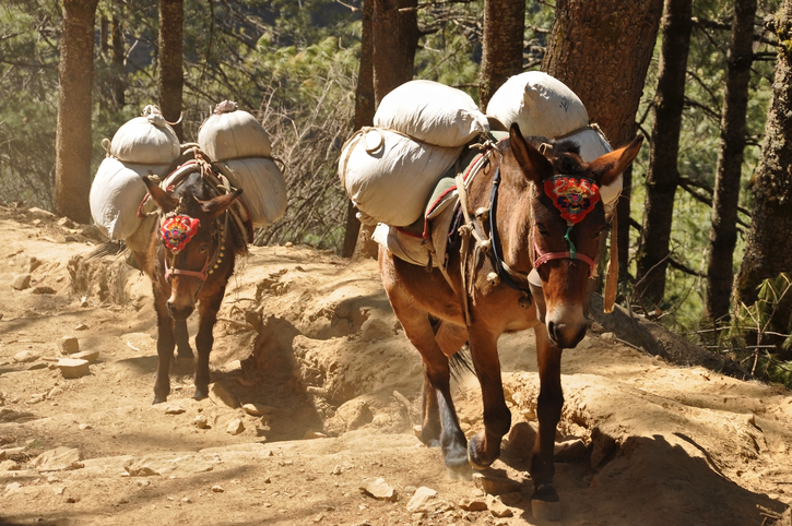 A Mule Load of Dirt – Burleson Church of Christ