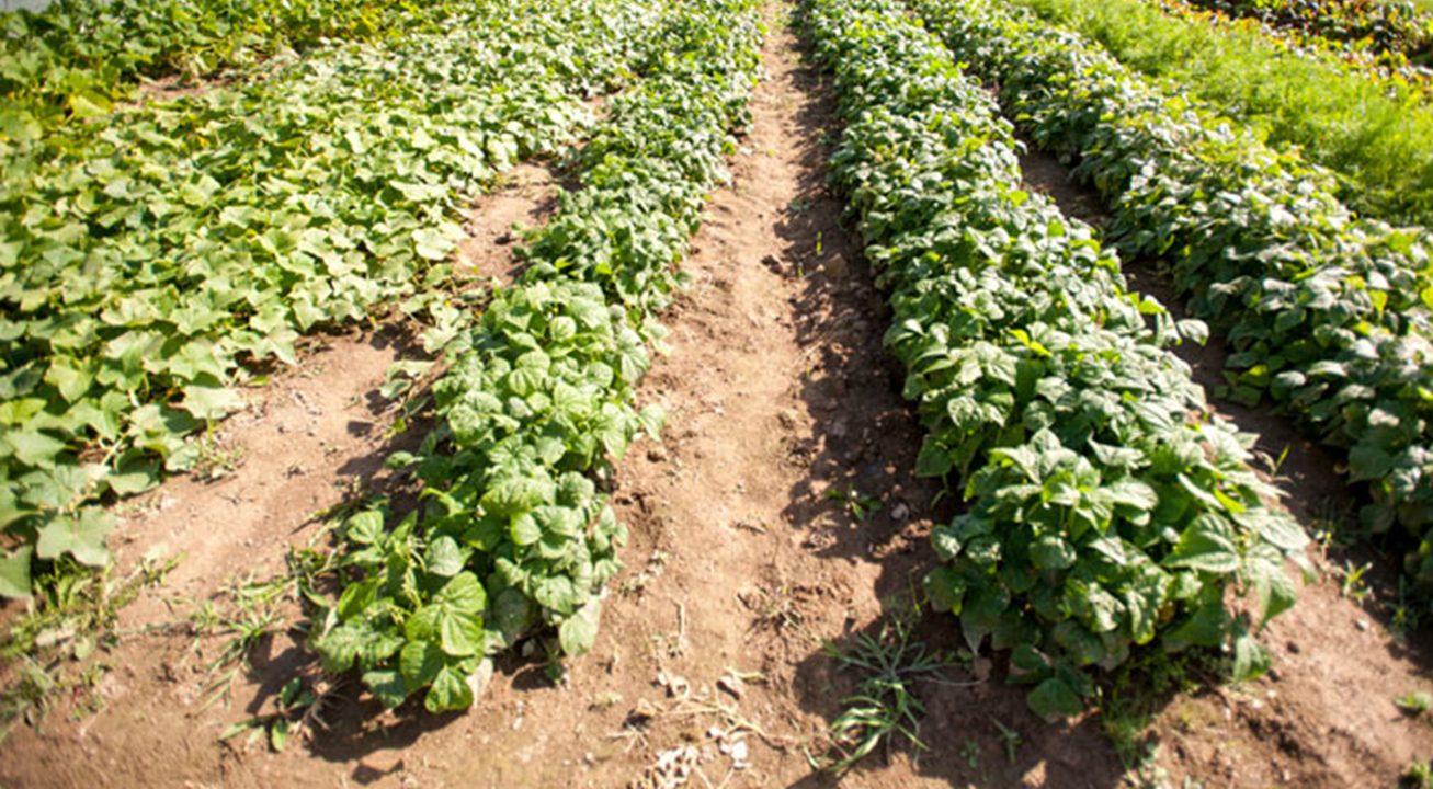 Area Farmers Had Rough Planting Season and It's Impacting the AG ...
