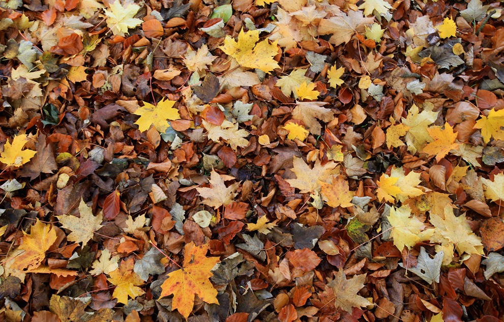 Jasper and Huntingburg Begin Fall Leaf Pick-Up Monday