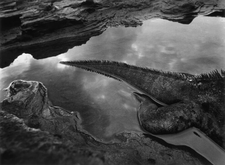Sebastião Salgado: The Genesis Project | Black & White Magazine | For ...