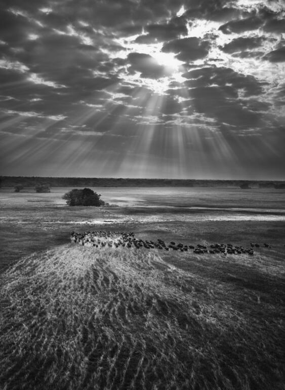 Sebastião Salgado: The Genesis Project | Black & White Magazine | For ...