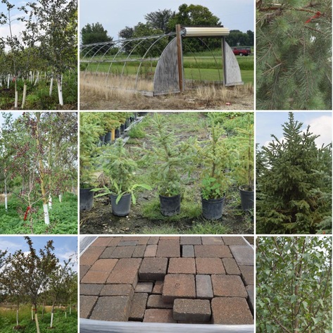 Labor Day Tree Auction