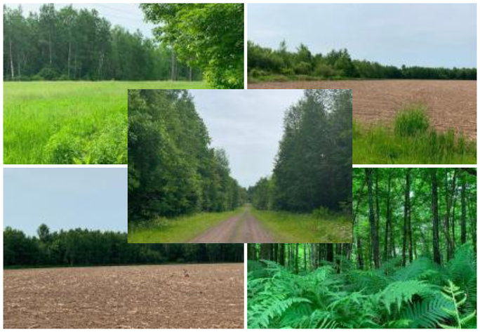 240 Acres of Farm & Recreational Land - Tony, WI - $350,000