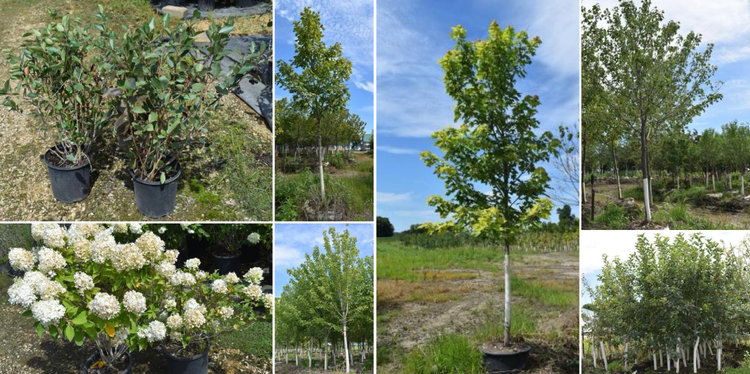 Labor Day Tree Auction