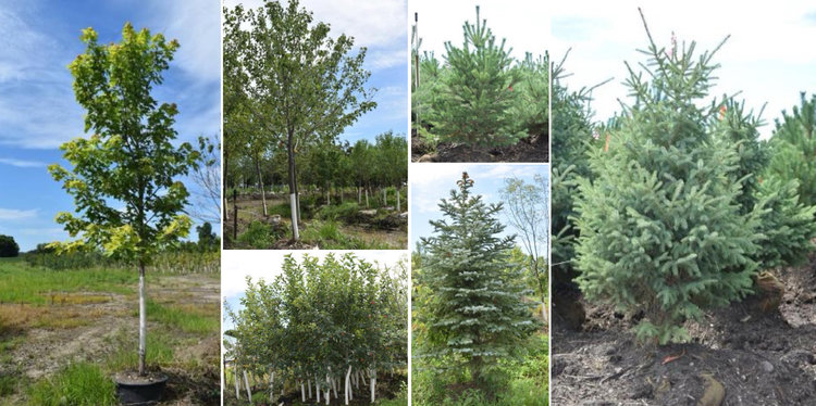 Labor Day Tree Auction