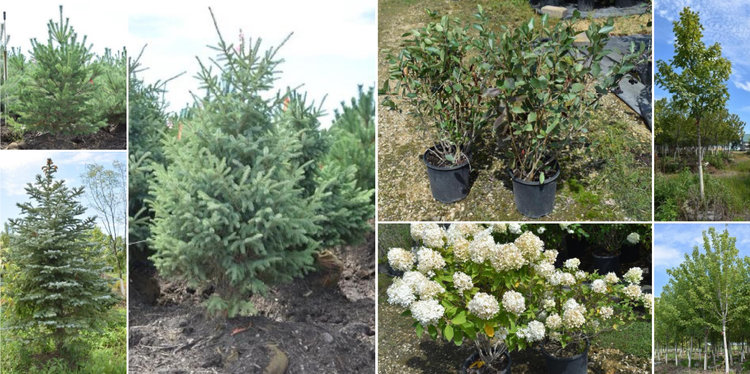 Labor Day Tree Auction