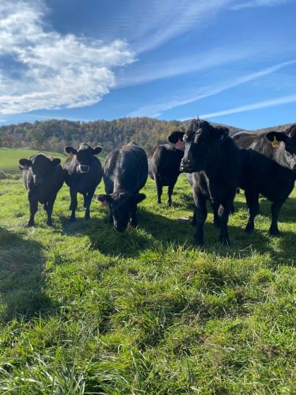 Leachman East Coast Stabilizer Sale