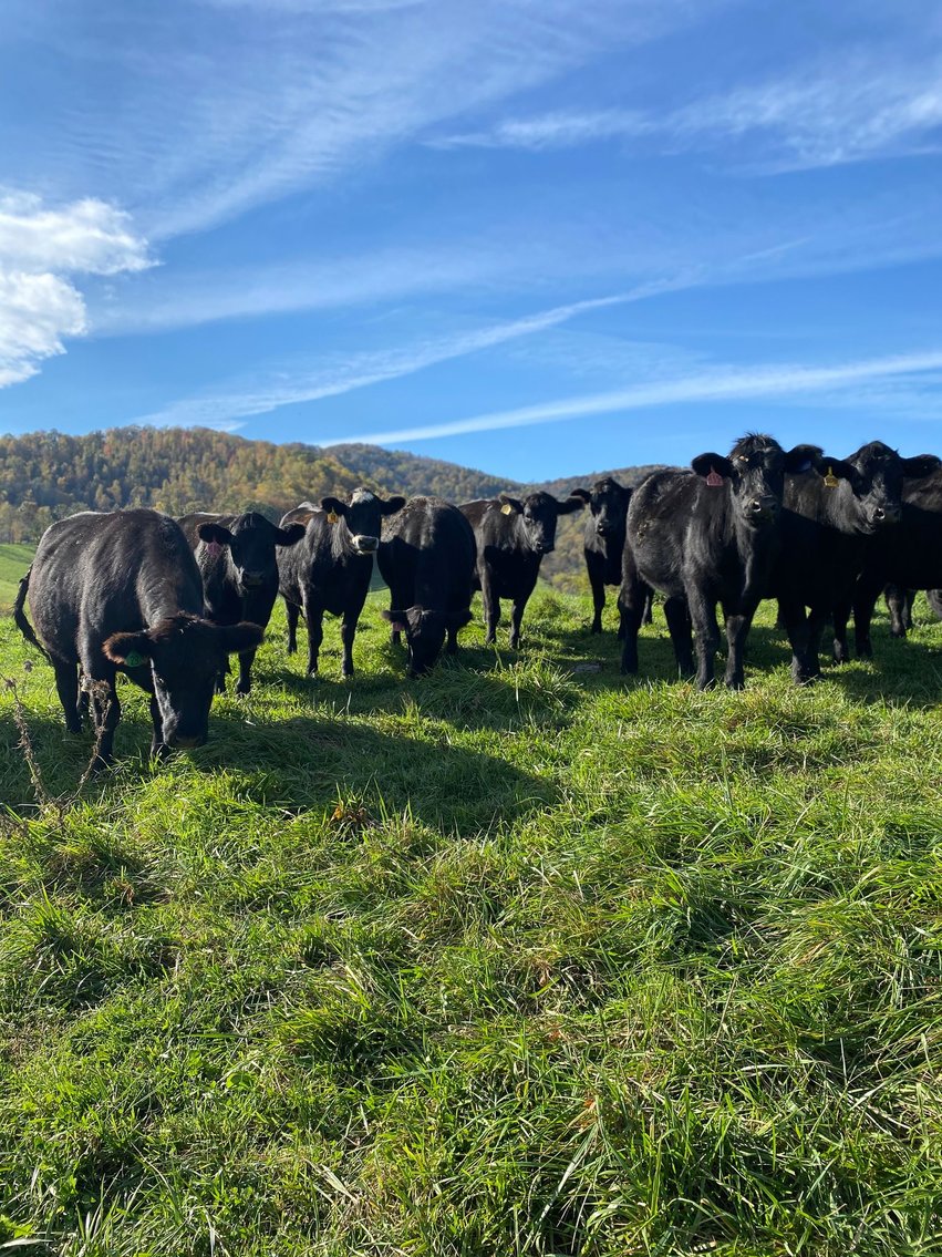 Leachman East Coast Stabilizer Sale