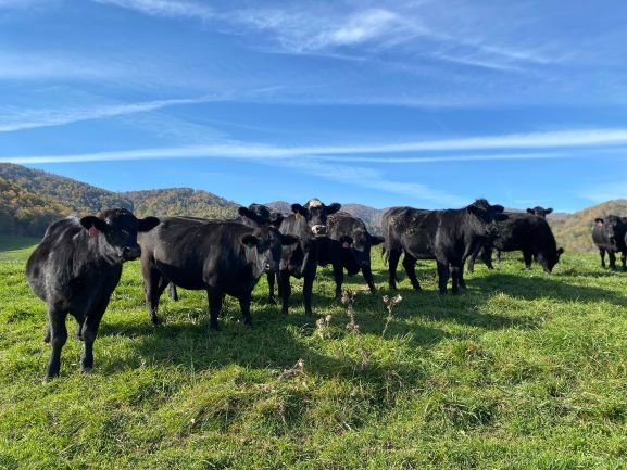 Leachman East Coast Stabilizer Sale