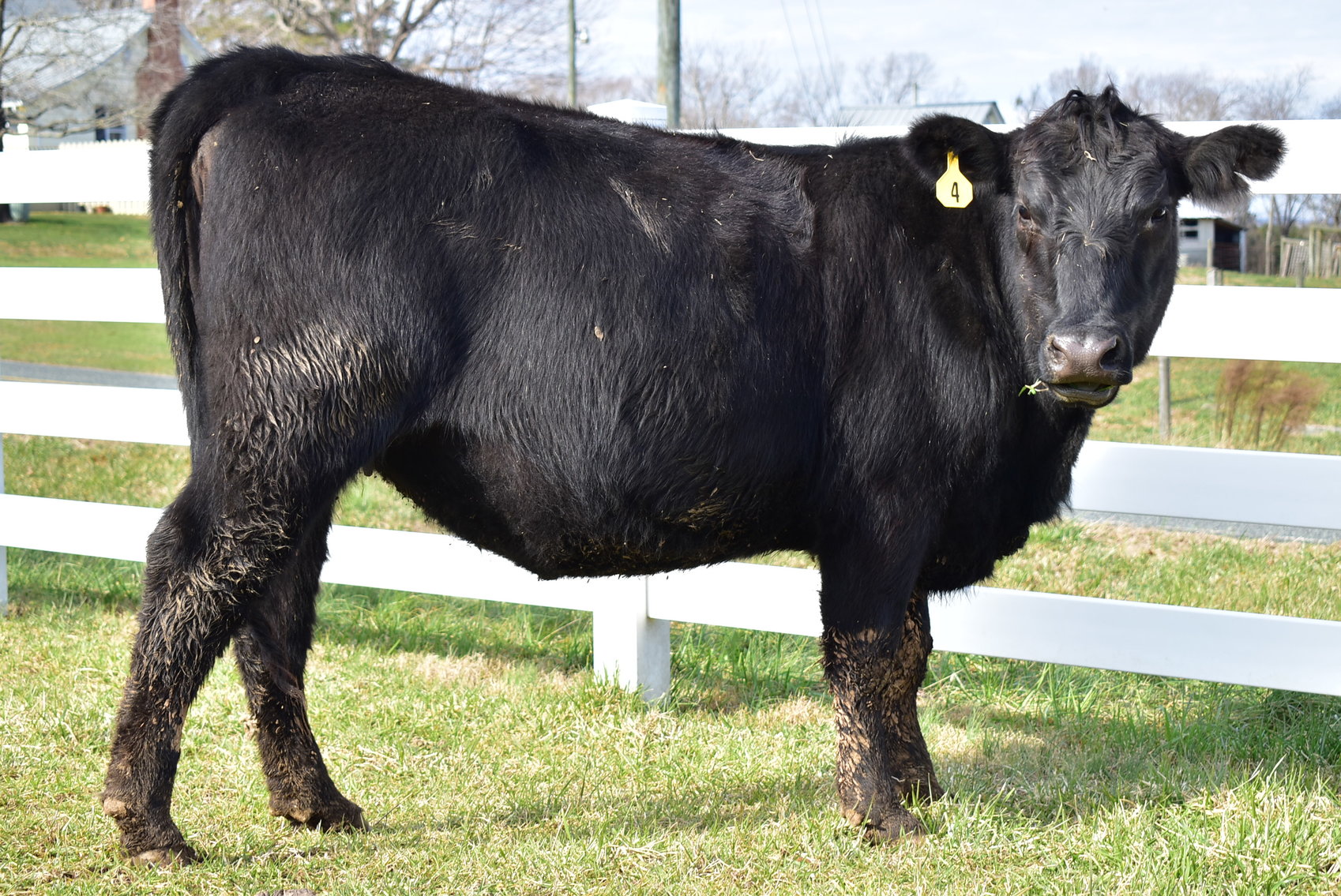 Bred Heifers, Open Heifers, Cow/Calf Pairs