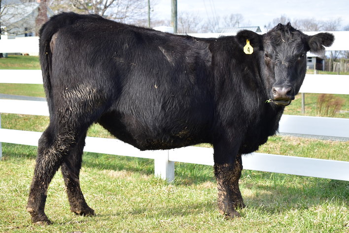 Bred Heifers, Open Heifers, Cow/Calf Pairs