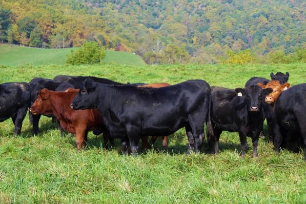 Leachman East Coast Stabilizer Sale