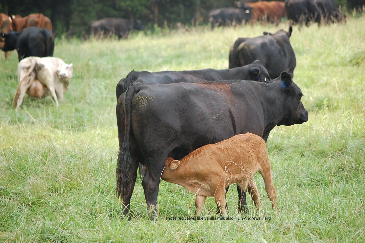 CATTLE AUCTION