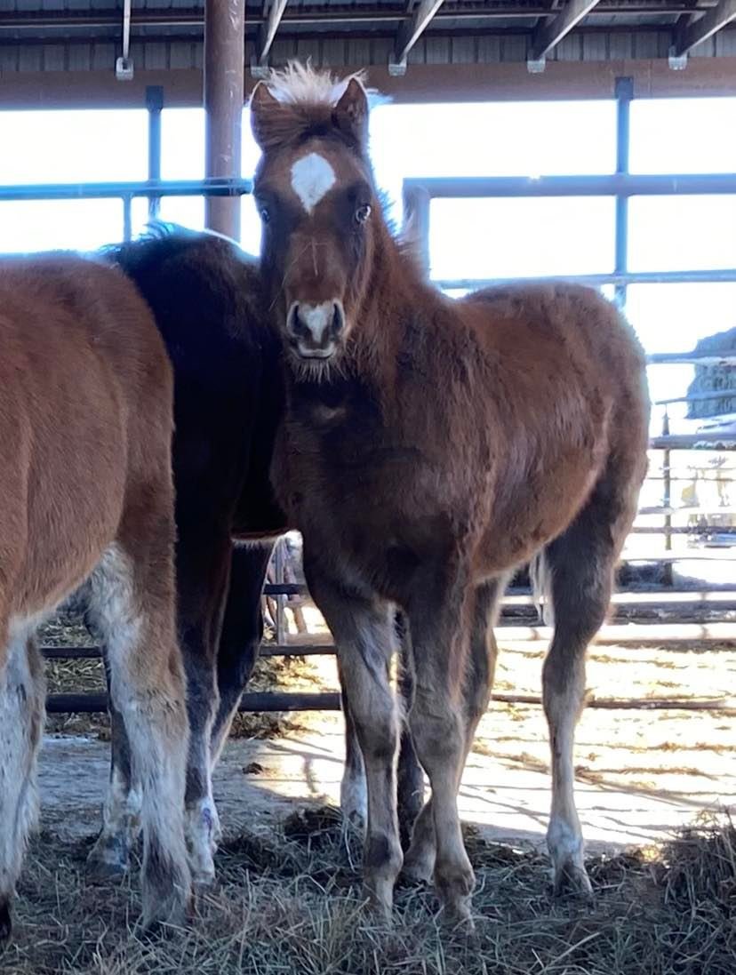 Donkey's Horse Sale DRAFT, MULE, RIDING SPECIAL - Clarinda, Iowa