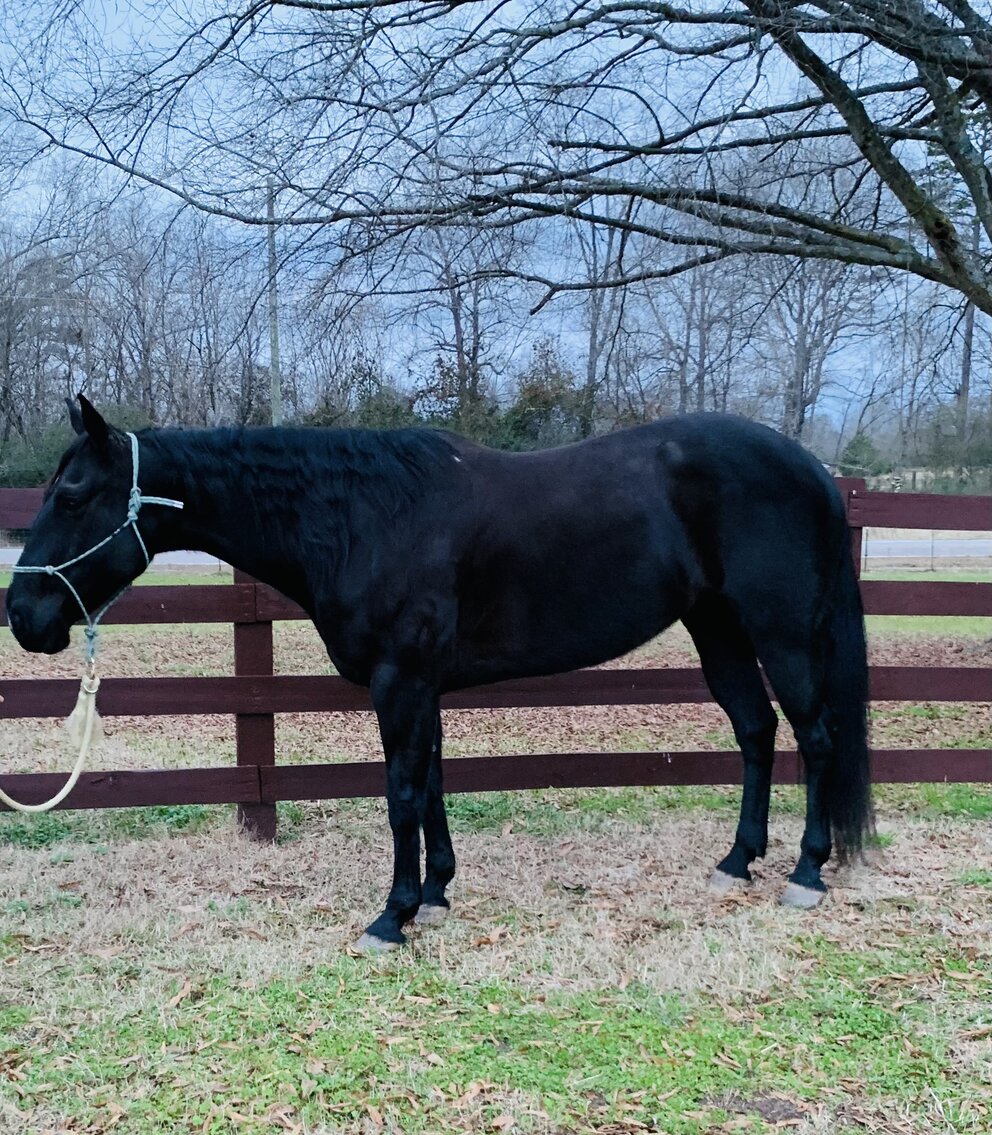 Carolina Horsemans Connection at Tryon International - Mill Spring, NC ...