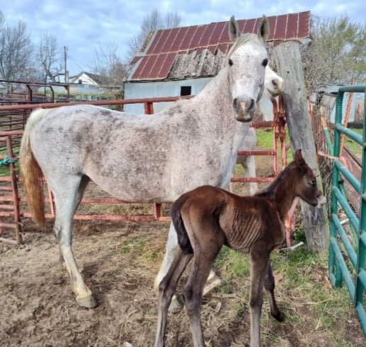 Missouri Horse Auction FRIDAY JUNE 30th Springfield, MO