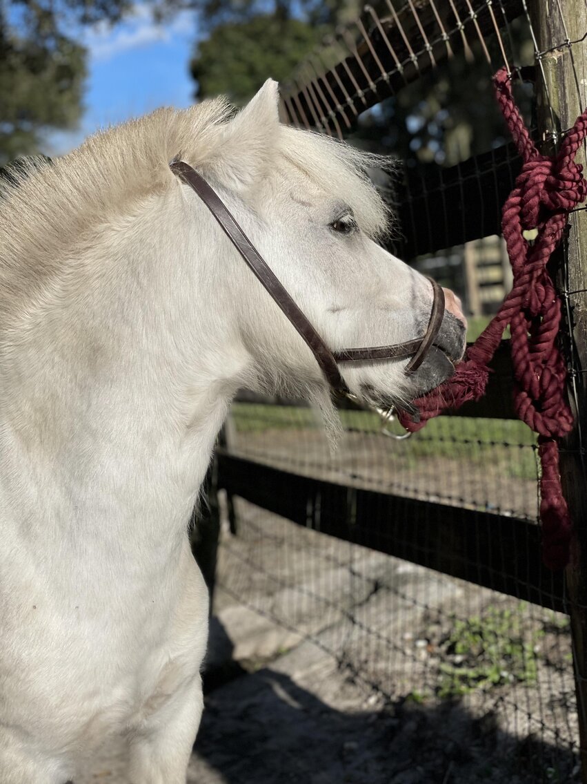 Red K Horse Auctions - Madison, North Carolina - SATURDAY September 9th