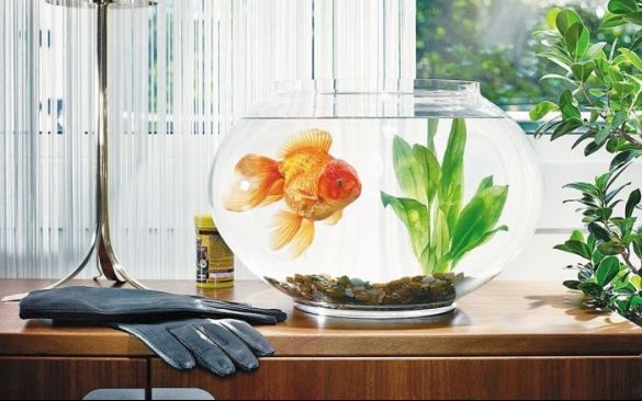 Limpia la pecera como un experto - Campeche HOY