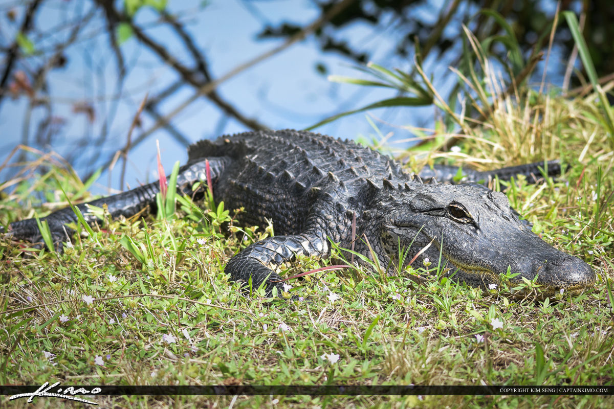 Florida Alligators January 2015 | HDR Photography by Captain Kimo