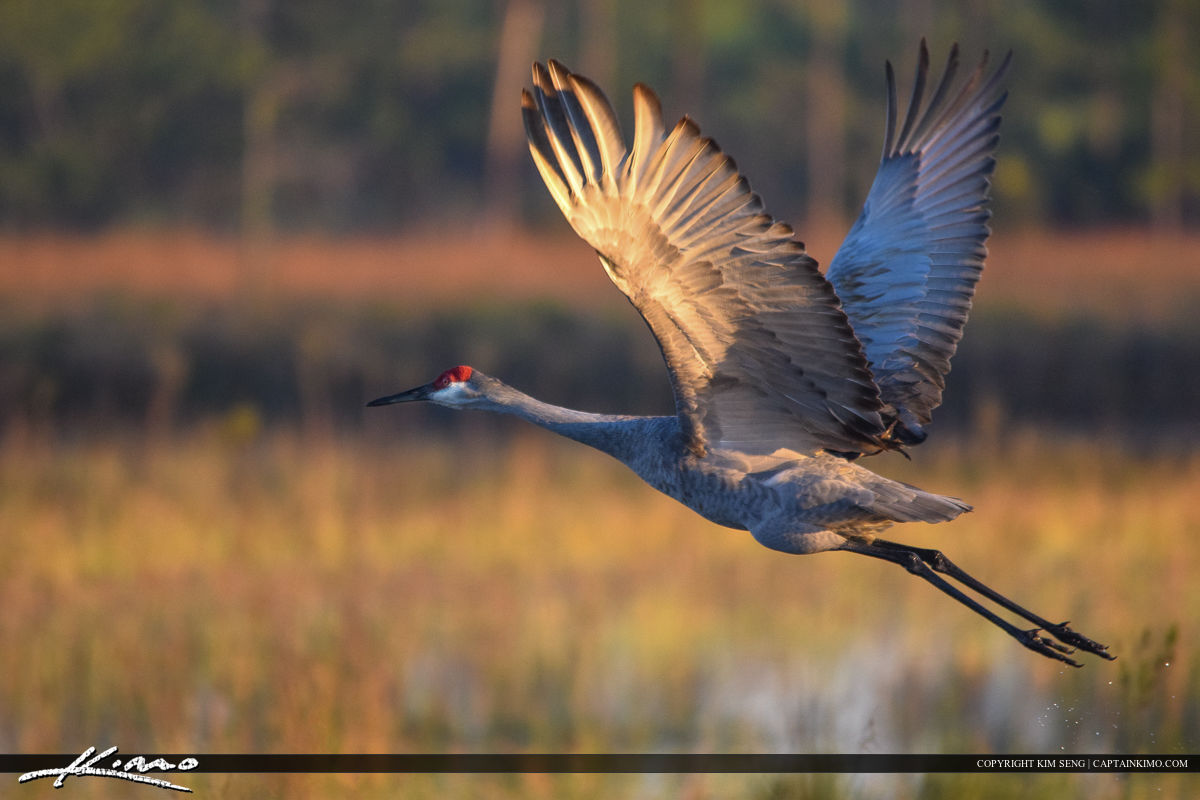 Florida Bird Photography February 2015 | HDR Photography by Captain Kimo
