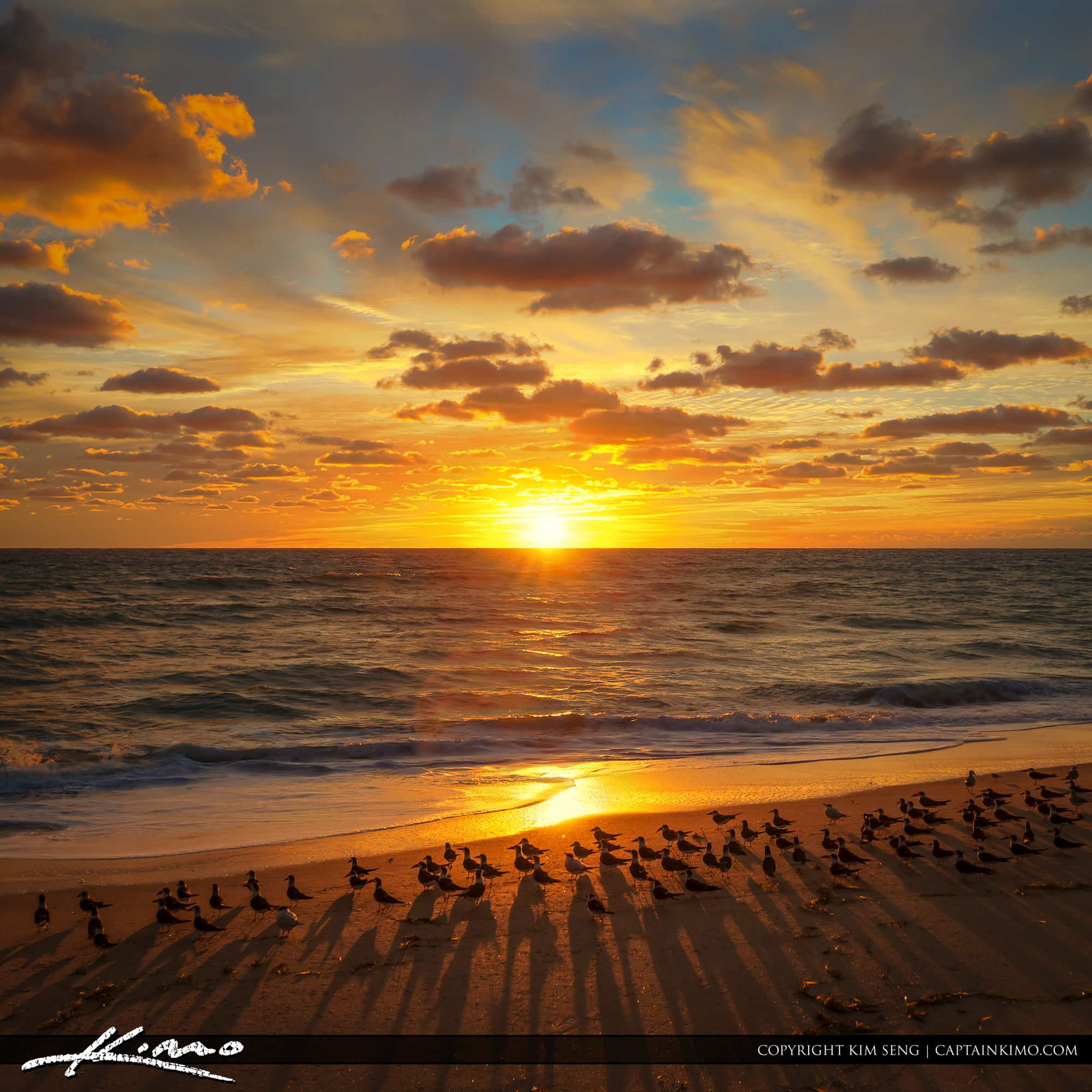 Black Skimmers Sunbathing at Beach Square – HDR Photography by Captain Kimo