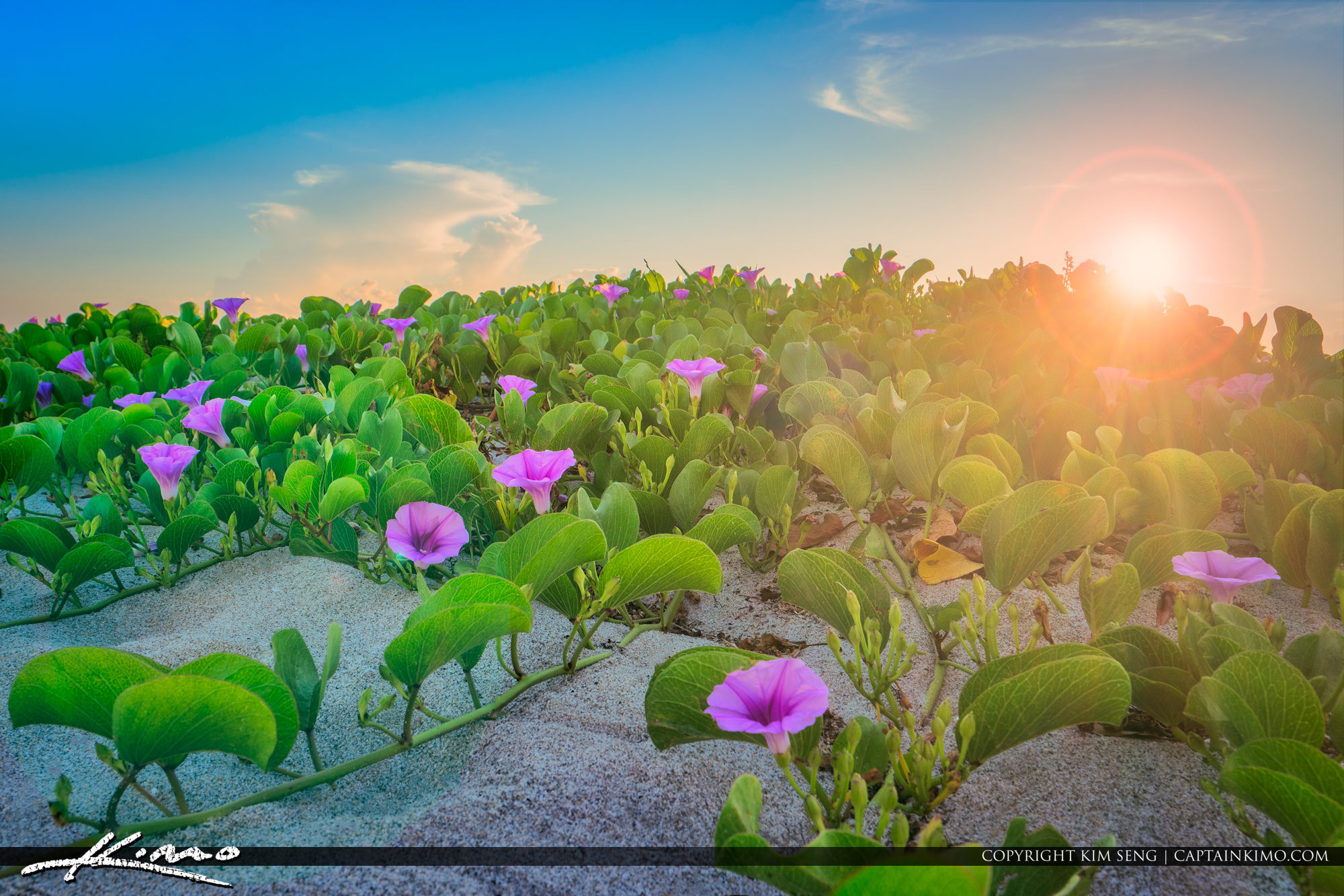 Flowers on the Beach Railroad Vine – HDR Photography by Captain Kimo