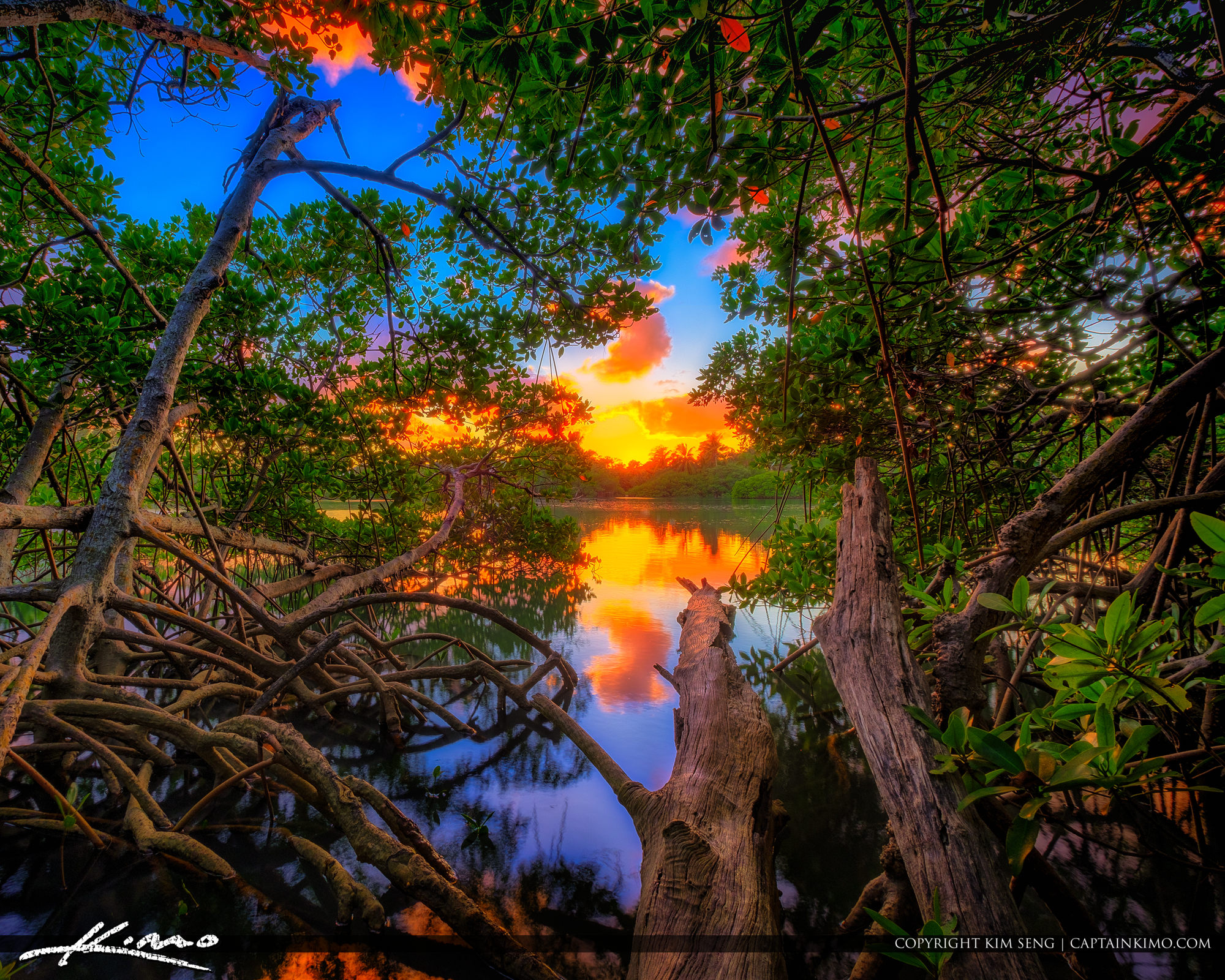 Jupiter Inlet Lagoon Sunset through Mangrove Tree | HDR Photography by ...