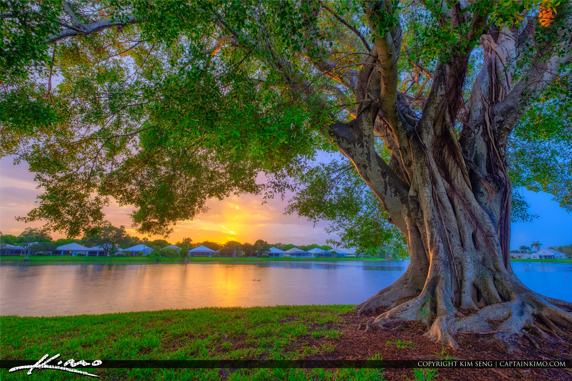 Tree Sunset Strong Roots During Rainy Day | HDR Photography by Captain Kimo