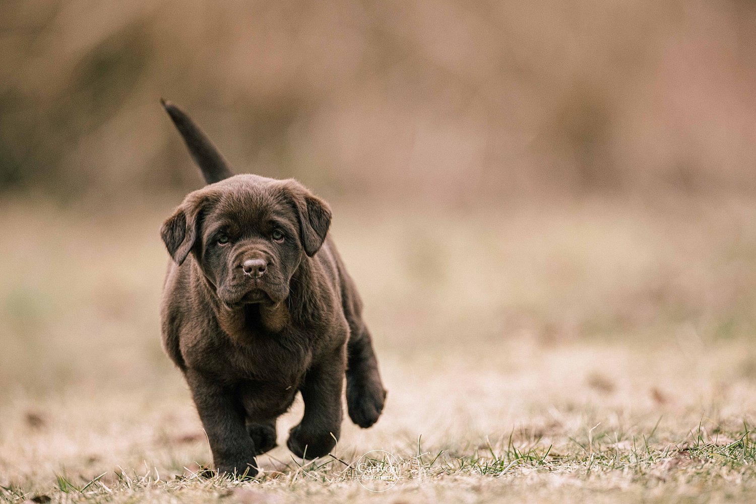 Hazel - Portrait Sessions - Carlyon Photography