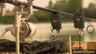 12 Carp Fishing GIF's You Will Want To Share With Your Friends - The ...