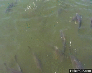 12 Carp Fishing GIF's You Will Want To Share With Your Friends - The ...