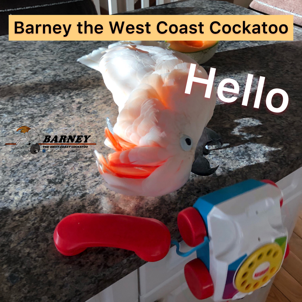 Hello by Barney the West Coast Cockatoo - Catapult Distribution