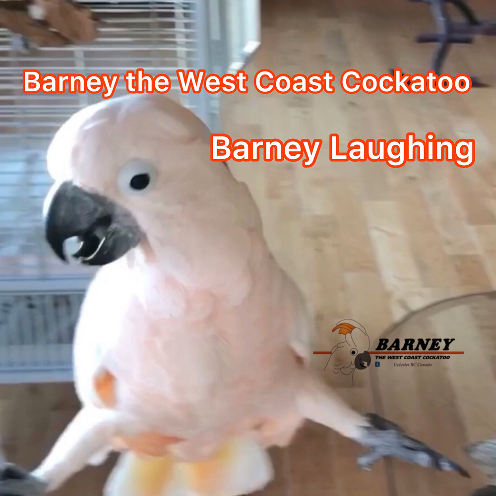 Barney Laughing by Barney the West Coast Cockatoo - Catapult Distribution