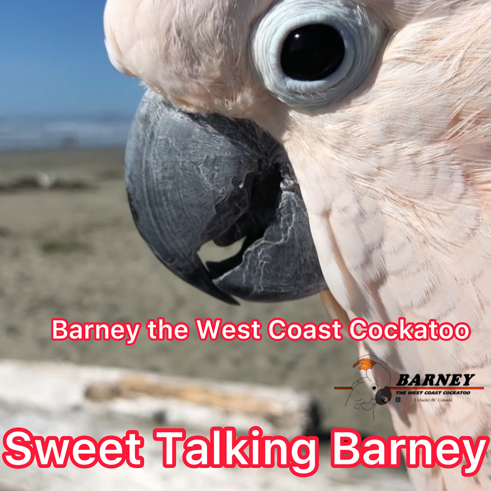 Sweet Talking Barney by Barney the West Coast Cockatoo - Catapult ...