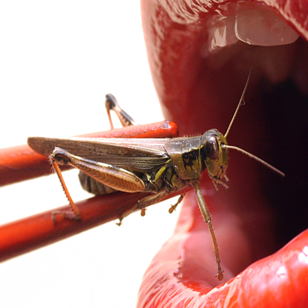 Cricket by Cricket Soundscapes - Catapult Distribution