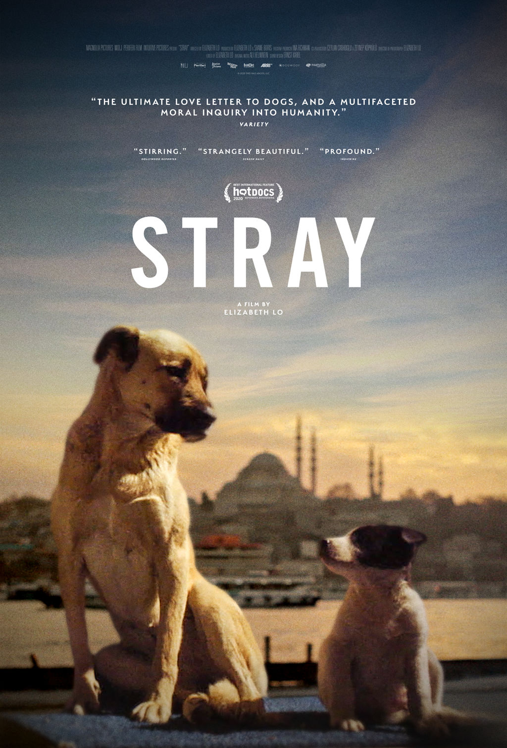 Dog Doc STRAY Gets a Trailer | Film Pulse