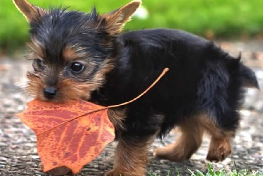 11 Things Only Yorkshire Terrier Owners Understand – American Kennel Club