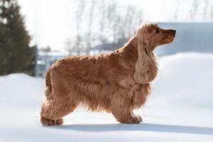 Dog With Long Ears: Breeds With the Longest Ears