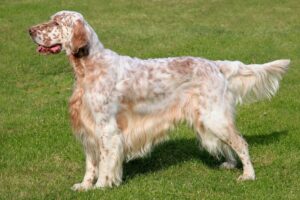 Get to Know the Setter Breeds of the Sporting Group