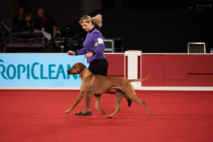 Sports & Events Archive – American Kennel Club