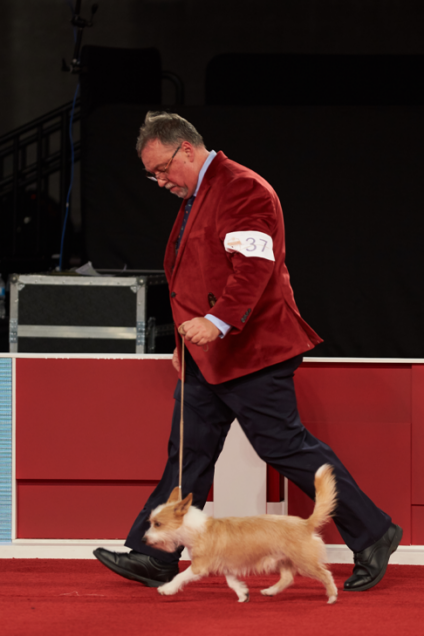 What to Wear to a Dog Show and Other Dog Sports
