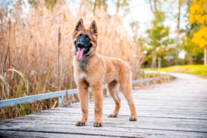 Is Your Dog Too 'Hyper?' 5 Tips to Train Hyperactive Dogs – American ...