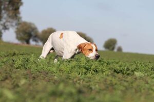 How to Control and Channel Prey Drive in Dogs on Walks