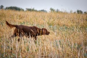 Meet the Pointer Dog Breeds of the Sporting Group