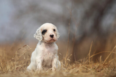 Top 10 Breeds of the 1880s – American Kennel Club