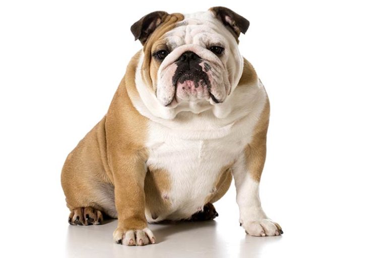 Dieting Tips for Chubby Canines – American Kennel Club