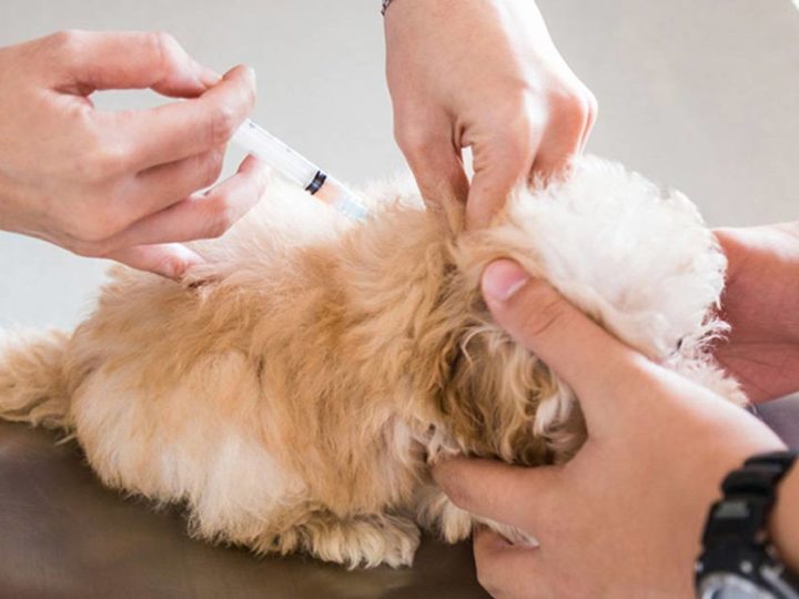 First-Year Puppy Vaccinations: A Complete Guide – XOXOtails